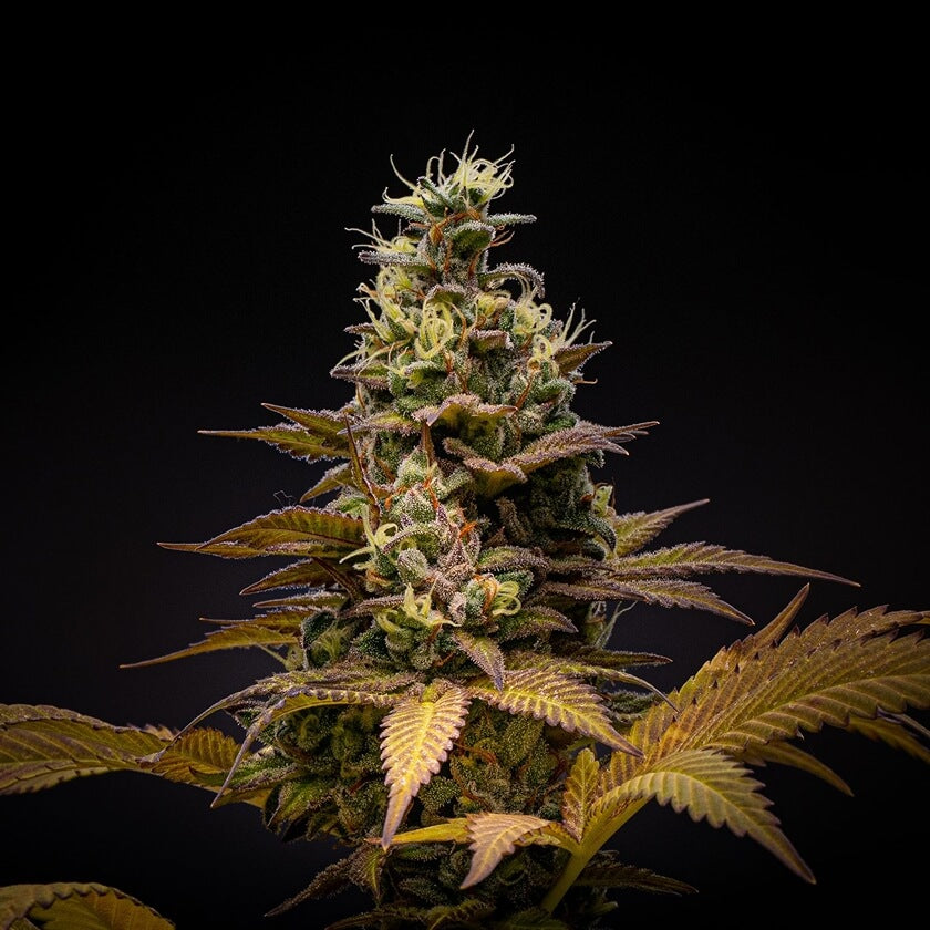 Beauty Queen – Pronoia® Seeds