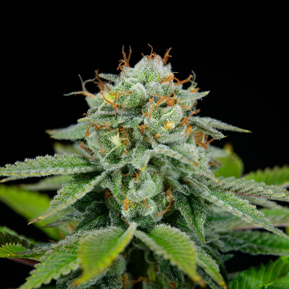 Celestial CBD – Pronoia® Seeds Chile