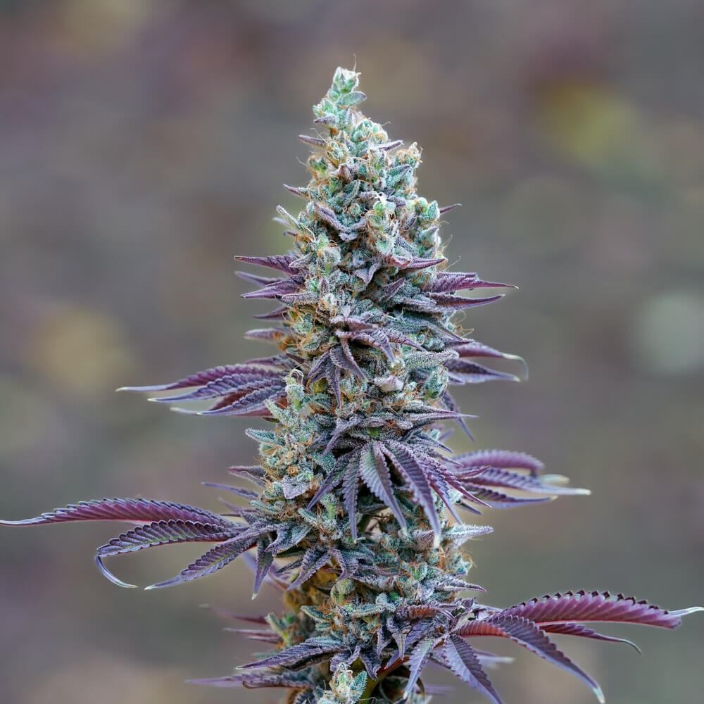 Cosmic Debris – Pronoia® Seeds
