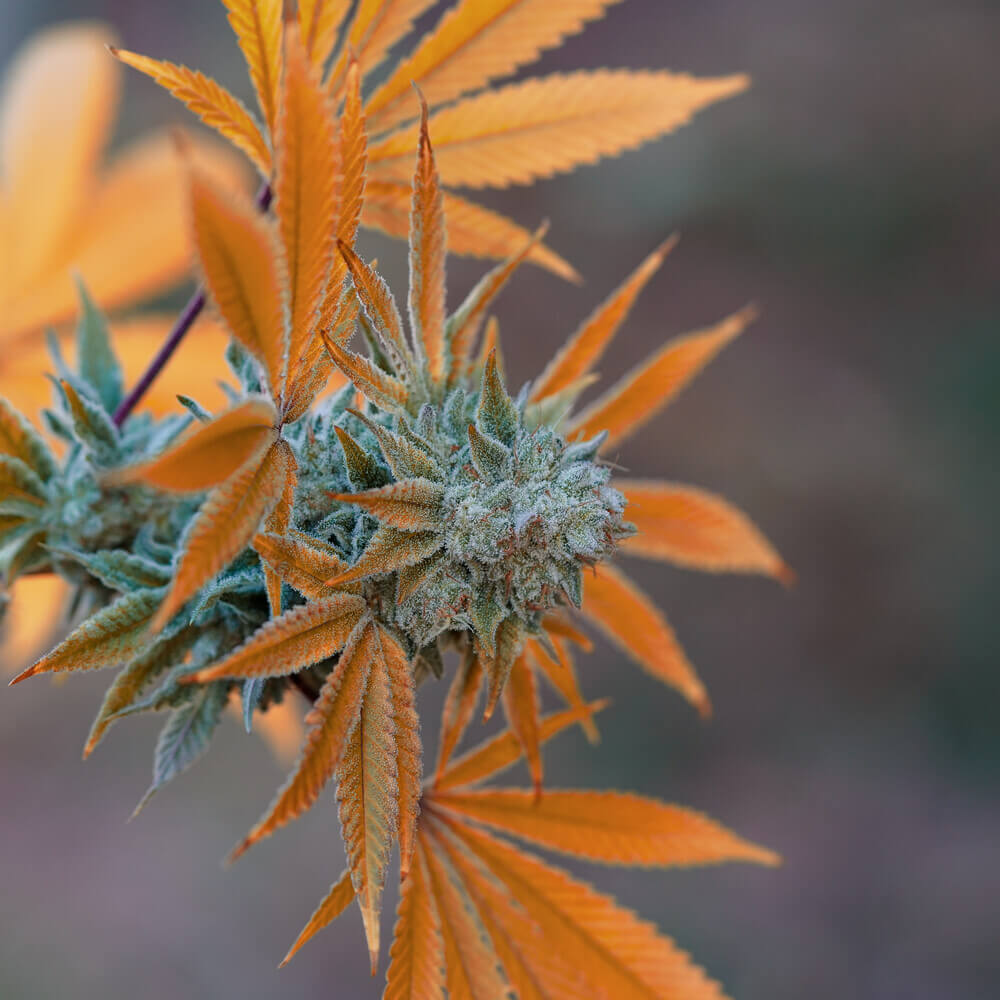 Funky Affairs – Pronoia® Seeds Chile