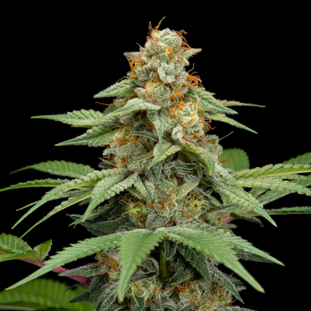 Garlic Breath – Pronoia® Seeds