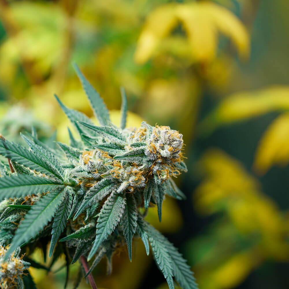 Haze CBD – Pronoia® Seeds