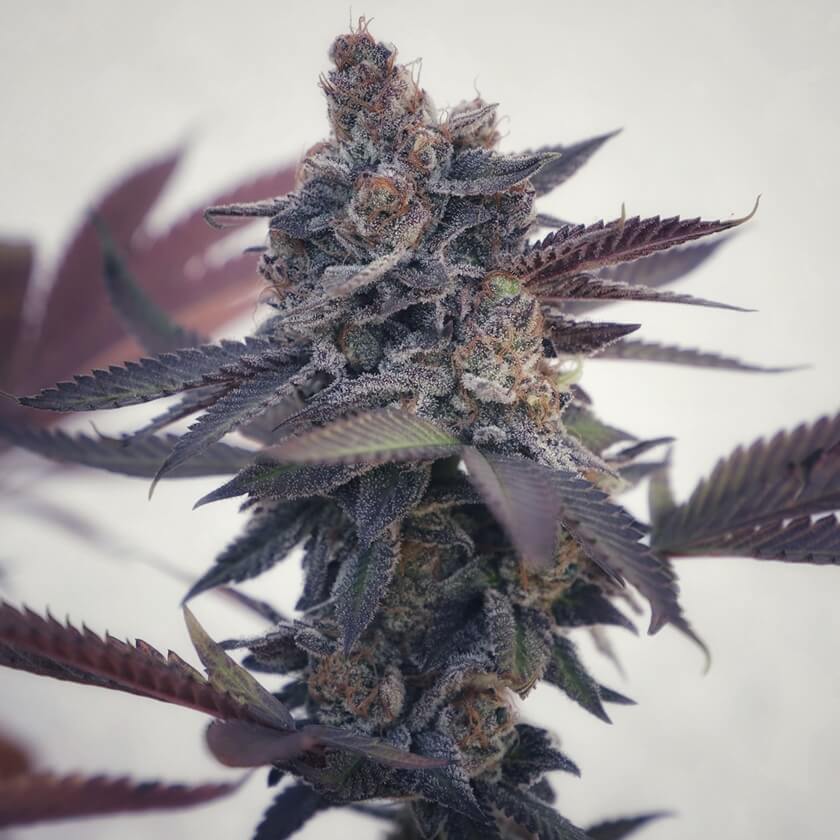 Jack Magic – Pronoia® Seeds