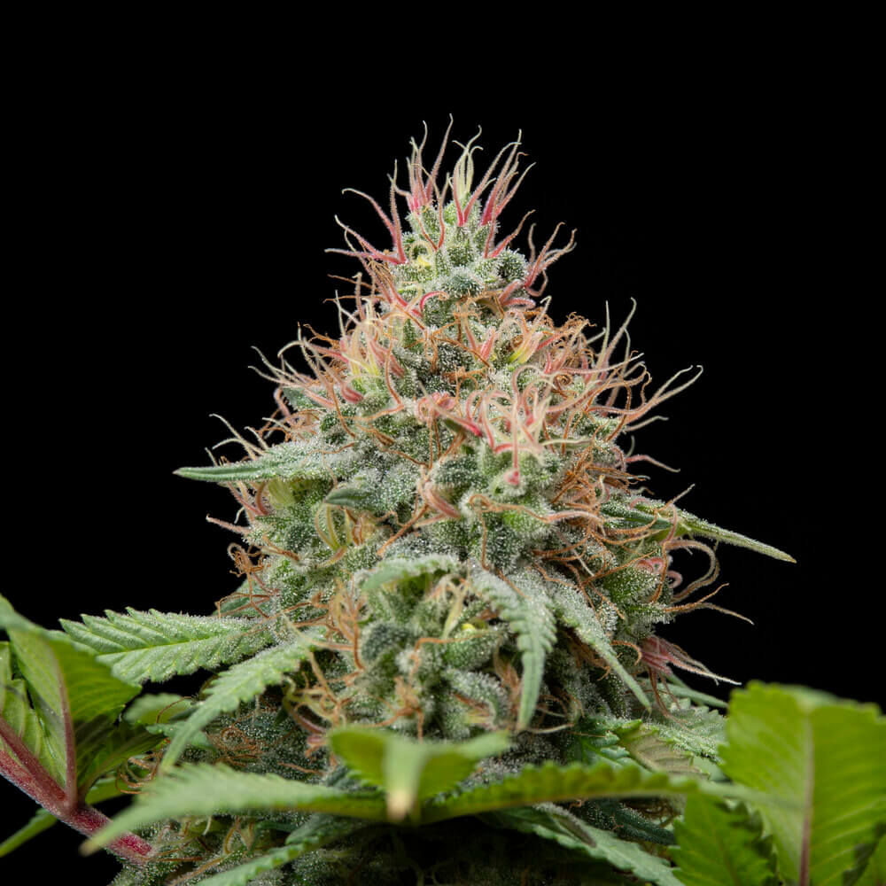 Melon Gum F2 – Pronoia® Seeds