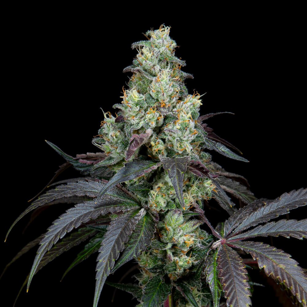 The Wizard – Pronoia® Seeds Chile