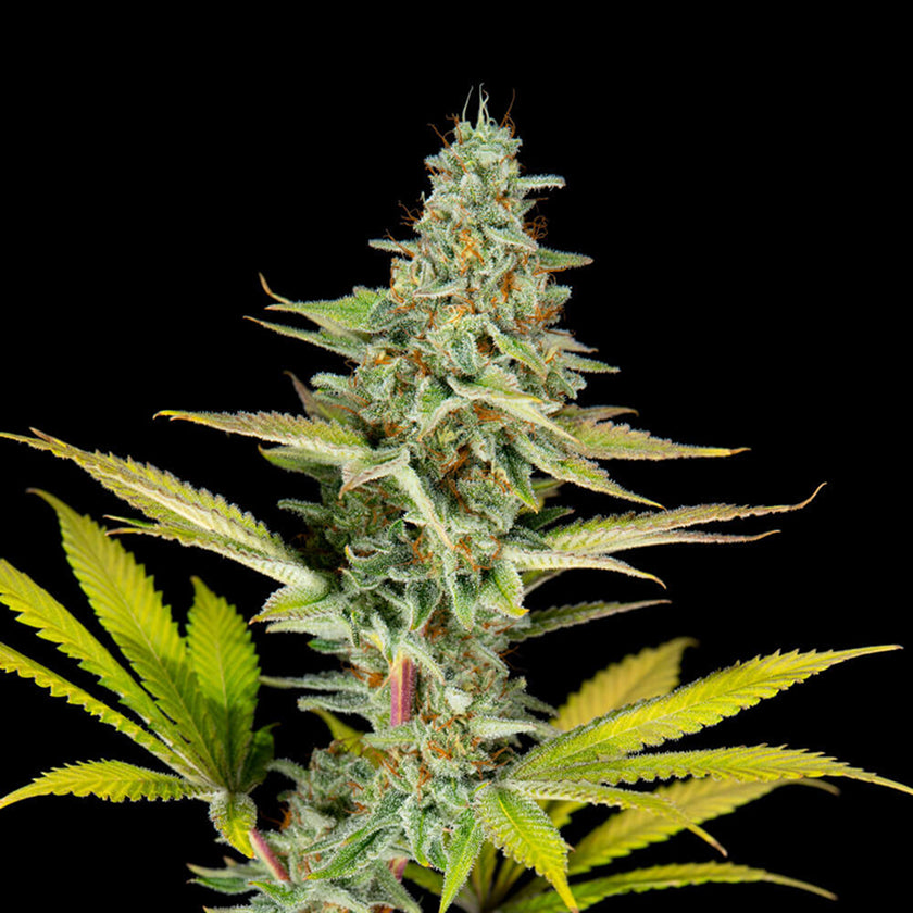 Choco Melon – Pronoia® Seeds Chile