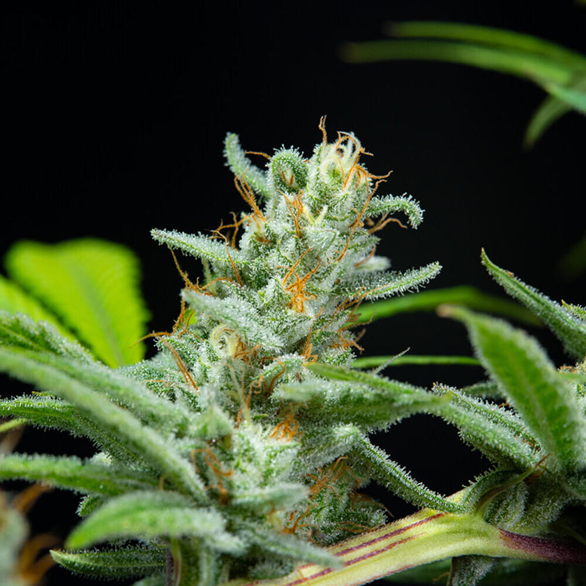 Jacked Melon – Pronoia® Seeds Chile